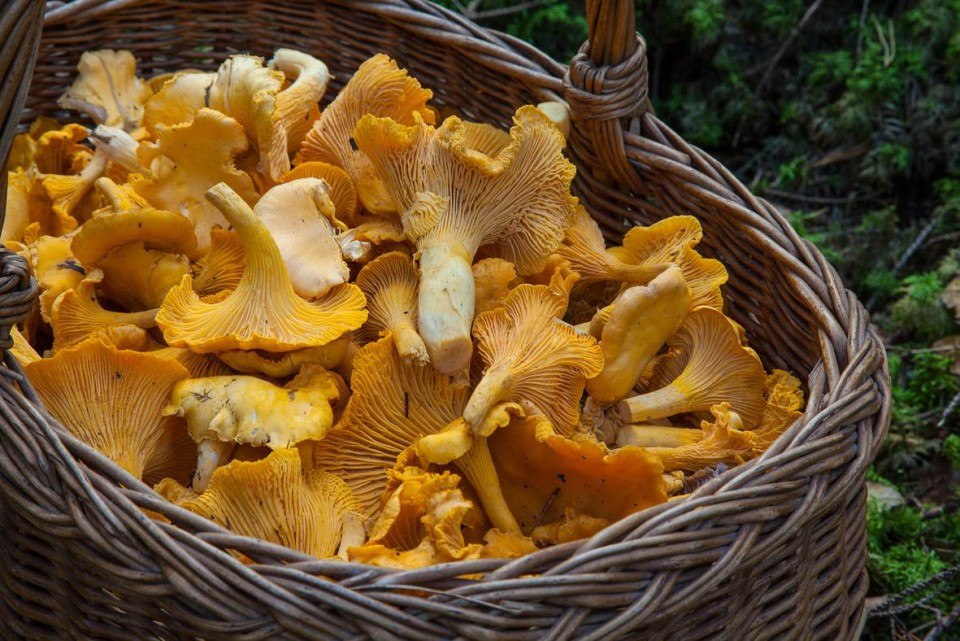 Setas de primavera: descubre las mejores variedades de temporada ...
