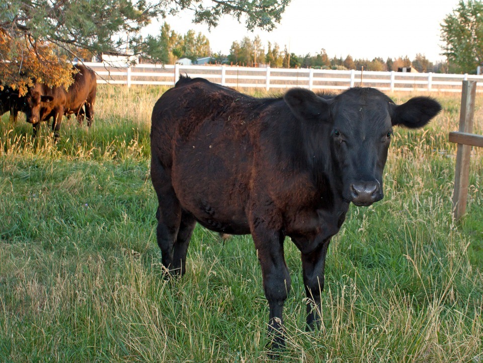 Las carnes más caras y selectas del mundo: Angus, Kobe y Wagyu ...